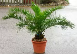 Voksende Canary Pin Luxor fra frø hjemme, omsorg for palmer og forebygging