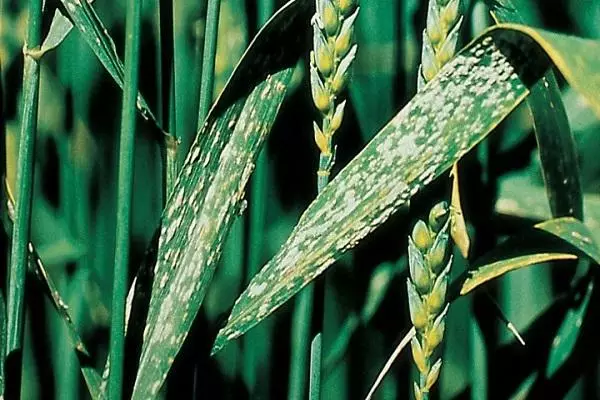Роса на пшеници
