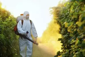 Pervikur, Infinito, Altyt, Hom és Bordeaux folyadék - fungicidek az uborkák számára