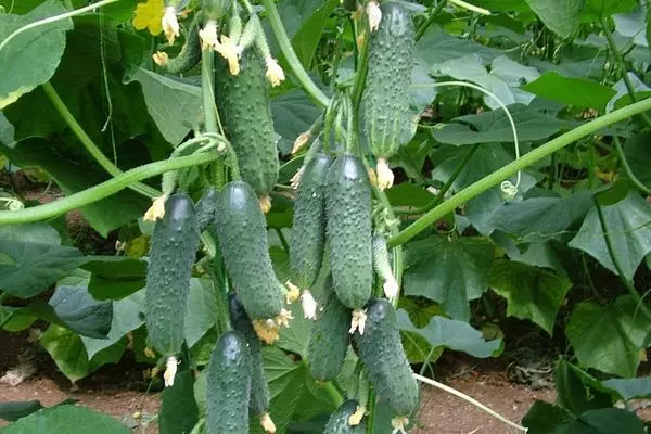 Cucumbers temp