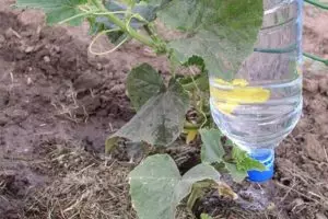 Ako často a dať uhorky v skleníku, keď je lepšie
