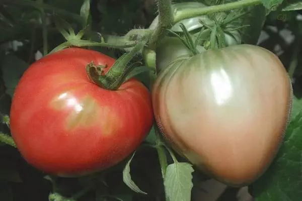 Awọn tomati ṣe afiwe