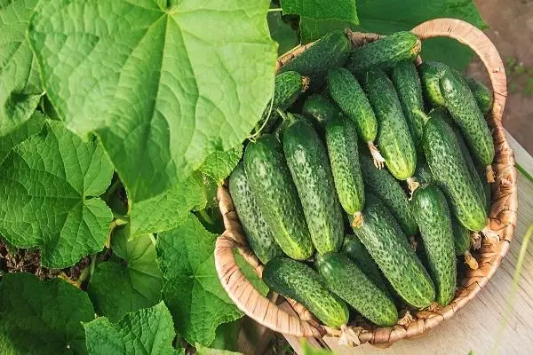 बास्केट मध्ये cucumbers