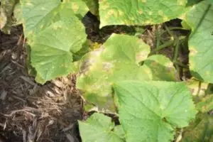 Cosa fare se sulle foglie dei cetrioli arrugginiti macchie