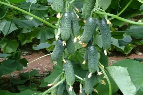 ხანგრძლივი fruiting