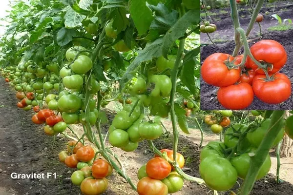 Tomato Gravitet