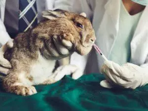 Tavşanlar ve amaçları için ilaçların listesi, hala ilk yardım çantasındadır.