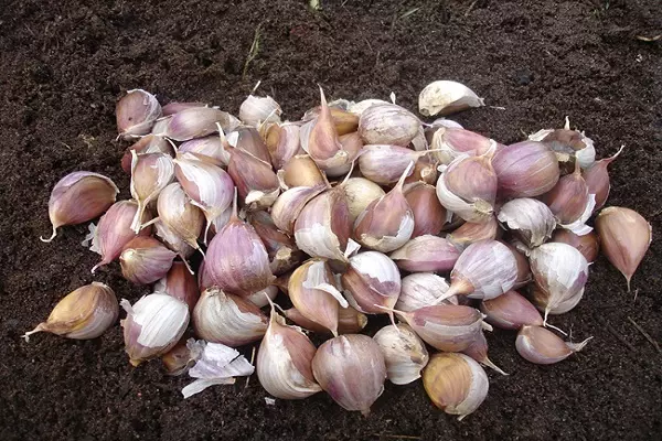 Bawang putih dengan mangan.