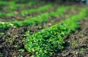 Laman mana yang lebih baik untuk menanam untuk deoxidation tanah, masa memotong