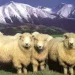 阿尔泰品种的绵羊：描述和特点，稀释规则 3169_1