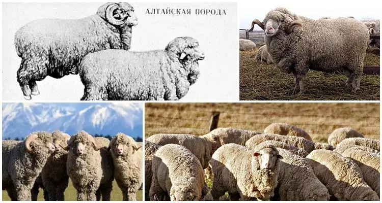 Preja Altai d'ovelles