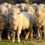 Altai גזע של כבשים: תיאור ומאפיינים, כללים לדילול 3169_2