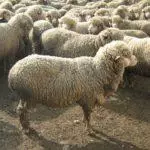 Altai раса на овци: опис и карактеристики, правила за разредување 3169_3
