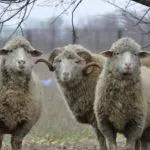 Altai גזע של כבשים: תיאור ומאפיינים, כללים לדילול 3169_6