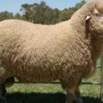 阿爾泰品種的綿羊：描述和特點，稀釋規則 3169_7
