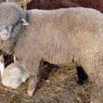भेड़ की अल्ताई नस्ल: विवरण और विशेषताओं, कमजोर पड़ने के लिए नियम 3169_8