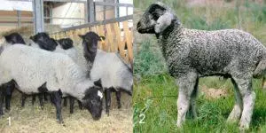 שמות של גידולים גס הטוב ביותר של כבשים ותכונותיהם