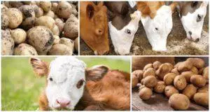 Možete ili ne dati sirove krompize krave, korist i štetu i kako se hraniti