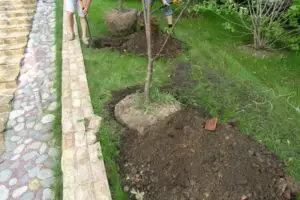 Quan és millor plantar un arbre de poma als suburbis, el temps i la preparació del sòl, cuidant els arbres