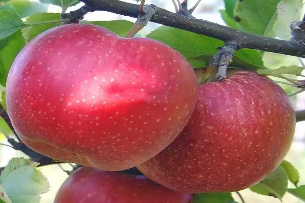різновиди яблук