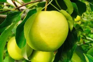ऐप्पल पेड़ ग्रेड अनानास, गार्डनर समीक्षा, विशेषताओं और फल विवरण के लाभ और नुकसान