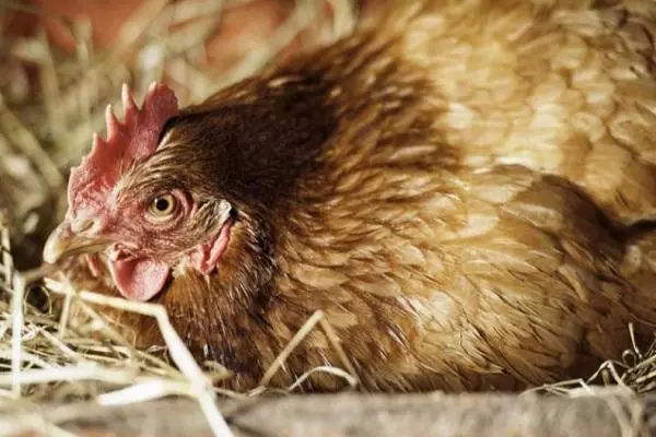 Por que razóns, as galiñas ás veces levan ovos pequenos e como mellor resolver o problema
