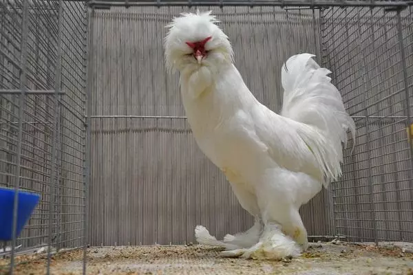 Por que razóns, as galiñas ás veces levan ovos pequenos e como mellor resolver o problema