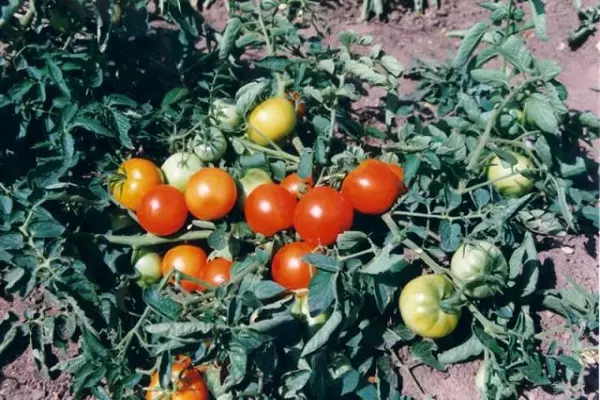 tomatengrotto