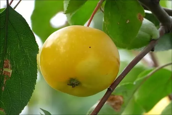 עץ תפוח Yantar.