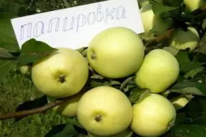 Опис сорти яблуні Дочка Папіровка і особливості її вирощування, історія селекції