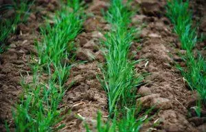Ưu và nhược điểm của lúa mì mùa xuân và mùa đông như một siderate khi và cách trồng
