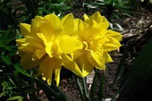 Popis poddruhu Narcissus odrůda Chirullne, Pravidla přistání a péče