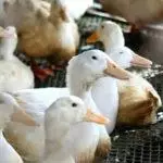 Choroby sa dopustia: Kvôli to, čo pomôcky umierajú vtáky a čo robiť 3200_13