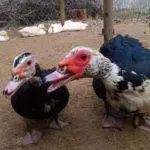 Ασθένειες που απολαμβάνουν: εξαιτίας του παρόντος το AIDS πεθαίνουν πουλιά και τι να κάνετε 3200_4