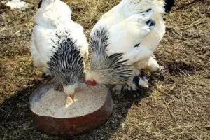 Los mejores pollos de alimentación en invierno y elaborando una dieta normal en casa.