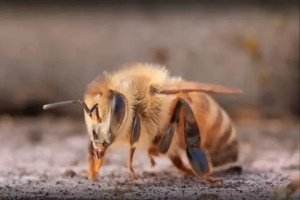 лежить бджола