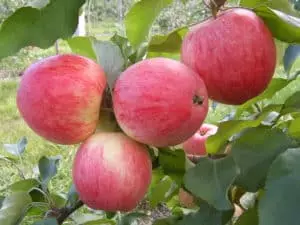 Beskrywing en eienskappe van 'n verskeidenheid appelbome Julie Chernenko, Geskiedenis en verbouing