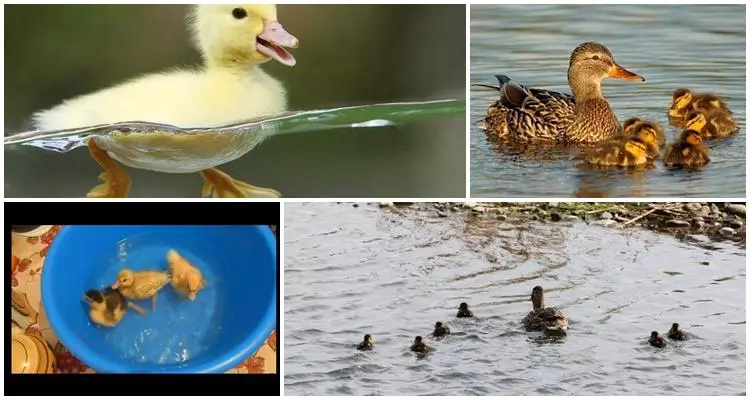 Ducklings float.