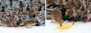 Je li moguće dati patke sjemenke i kako hraniti sjeme suncokreta
