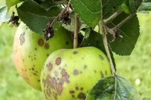 Kaj za zdravljenje jabolk poleti in pomlad iz škodljivcev in bolezni, ljudske recepte in kemikalije