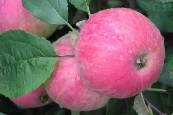 Предност на јаболка