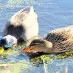 Rod for Ducks: Apa yang berguna dan dari usia berapa Anda bisa memberi, cara memberi makan 3218_3