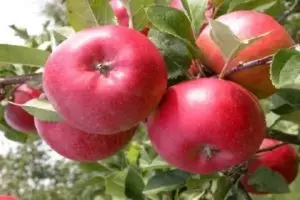Beschrijving van Apple Tree Enterprise and Yield, groeiende regio's en winterwindheid