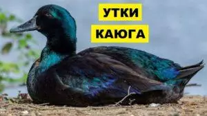 Nkọwa na njirimara nke ducks nke kaiga buru ibu, uru na ọghọm ha