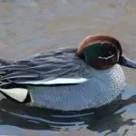 Thuaidh Duck: Cur síos póir agus speicis áit a bhfuil cónaí orthu agus aiste bia 3223_4