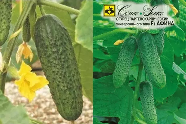 Cucumber Grade Athena F1