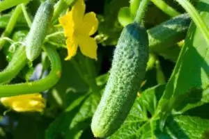 Groeien en vormen van partrenaire komkommers, beste cijfers