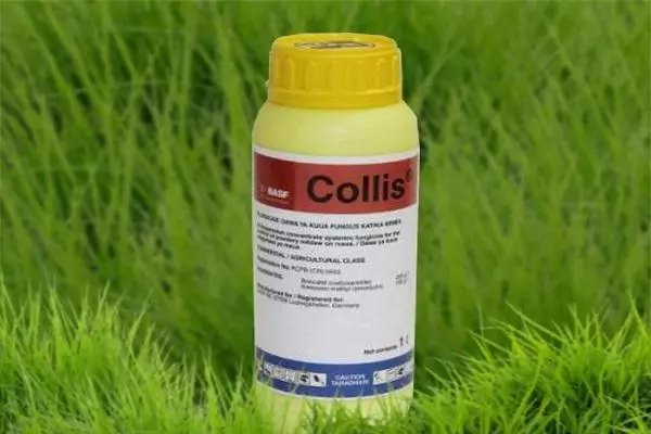 Instruktioner til brug af fungicid collis, virkningsmekanisme og forbrugshastighed