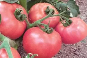 Pomidor pushti xonimning tavsifi va xususiyatlari
