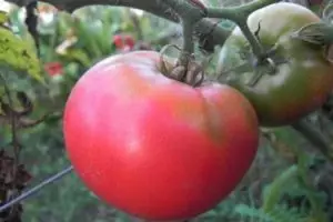 Beschrijving en kenmerken van tomaten roze hark f1